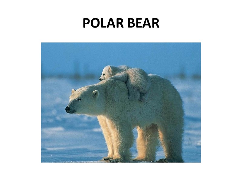 MARINE MAMMALS POLAR BEAR SEAL WHALE SEA OTTER