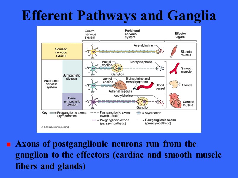 The Autonomic Nervous System Chapter 15 Introduction The