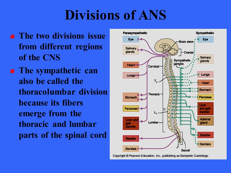 The Autonomic Nervous System Chapter 15 Introduction The