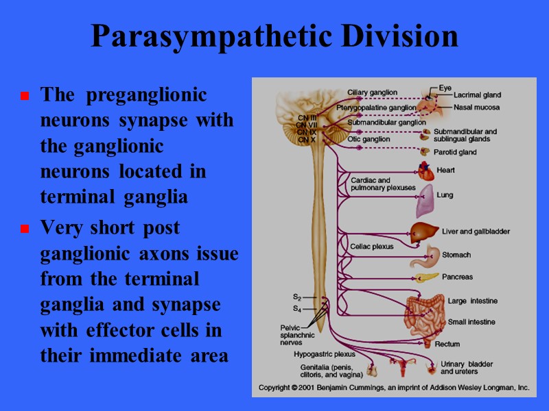 The Autonomic Nervous System Chapter 15 Introduction The
