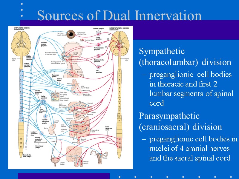 Chapter 14 Autonomic Nervous System The Autonomic Nervous