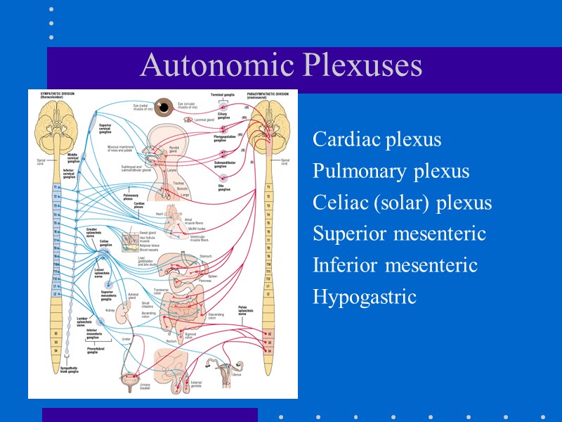 Chapter 14 Autonomic Nervous System The Autonomic Nervous