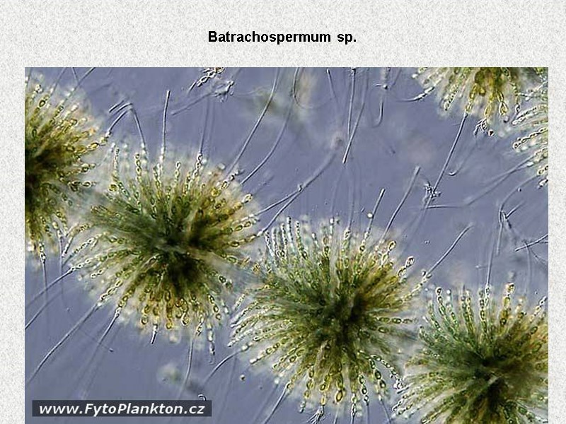 Ботаника. Альгология и микология Лекция 4 ОТДЕЛ OCHROPHYTA