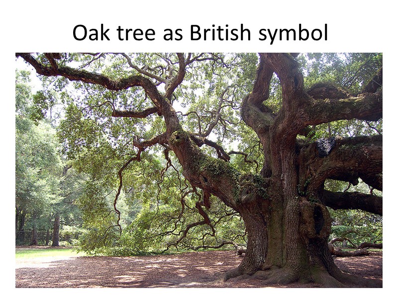 Oak tree as British symbol The history The
