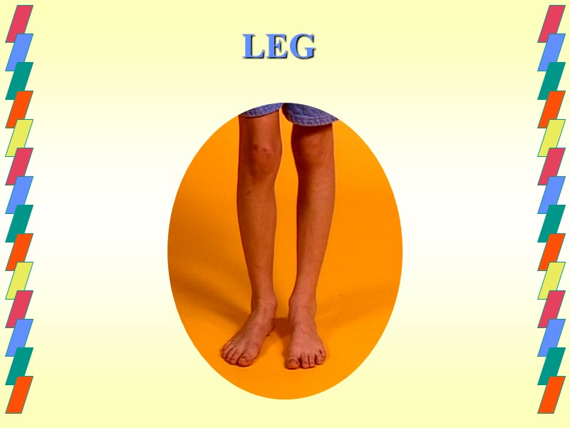 PARTS OF THE BODY part 2 SHOULDER ARM