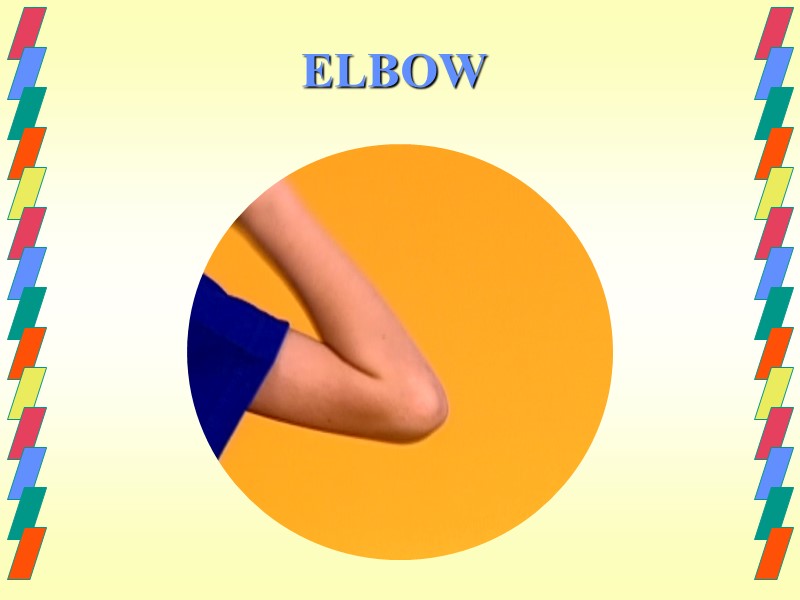 PARTS OF THE BODY part 2 SHOULDER ARM