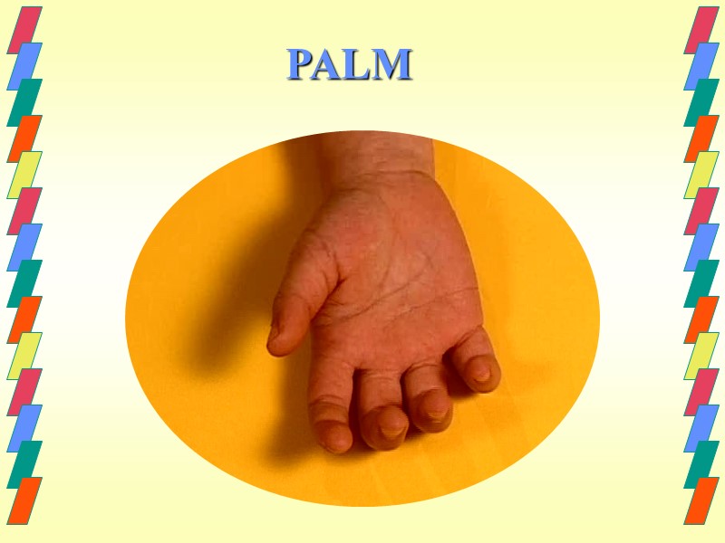 PARTS OF THE BODY part 2 SHOULDER ARM