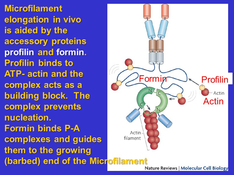 Lectures 21 and 22: The Cytoskeleton: Microfilaments Essential