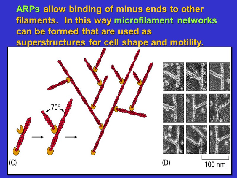 Lectures 21 and 22: The Cytoskeleton: Microfilaments Essential