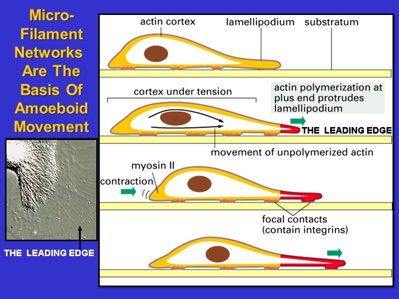 Lectures 21 and 22: The Cytoskeleton: Microfilaments Essential