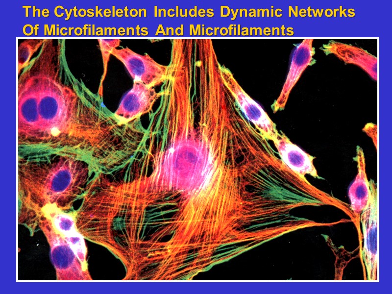 Lectures 21 and 22: The Cytoskeleton: Microfilaments Essential