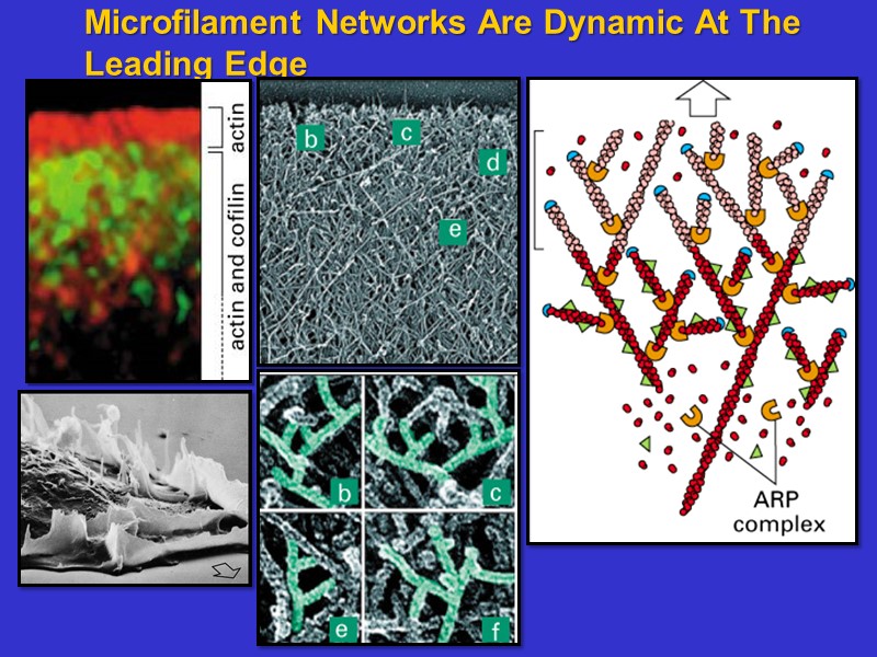 Lectures 21 and 22: The Cytoskeleton: Microfilaments Essential