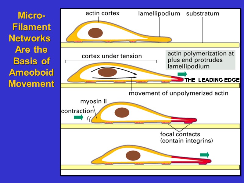 Lectures 21 and 22: The Cytoskeleton: Microfilaments Essential