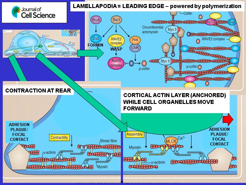 Lectures 21 and 22: The Cytoskeleton: Microfilaments Essential