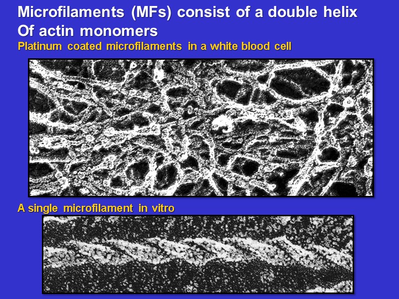Lectures 21 and 22: The Cytoskeleton: Microfilaments Essential