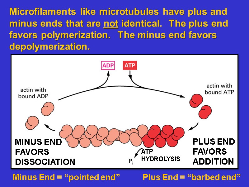 Lectures 21 and 22: The Cytoskeleton: Microfilaments Essential