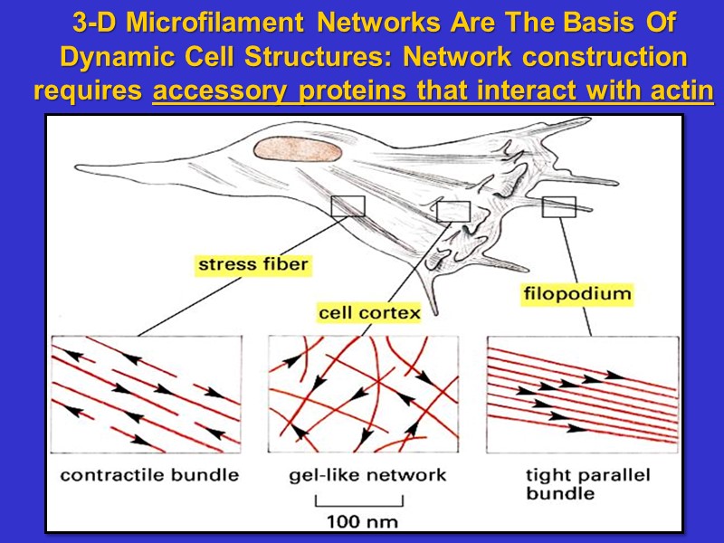 Lectures 21 and 22: The Cytoskeleton: Microfilaments Essential