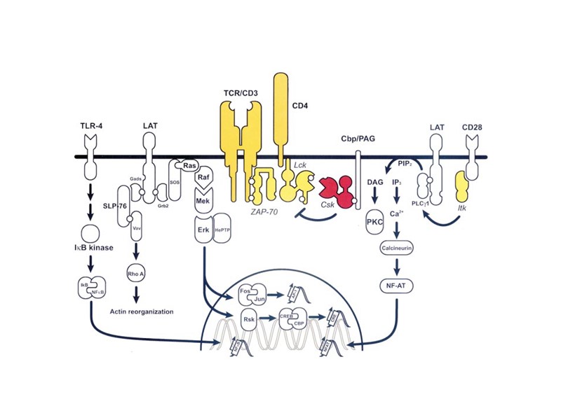 Antigen recognition and activation of T-cells T-cells can