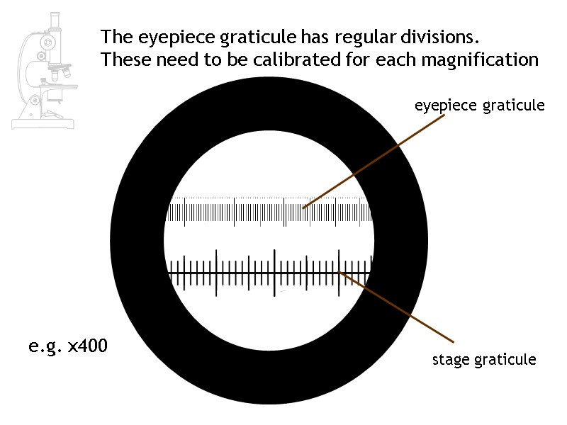Measuring cells Syllabus reference: This symbol in the
