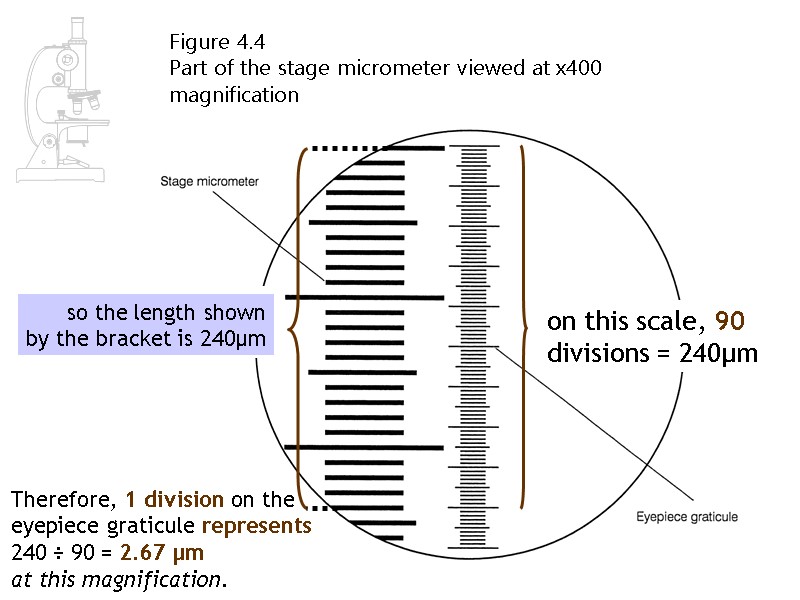 Measuring cells Syllabus reference: This symbol in the