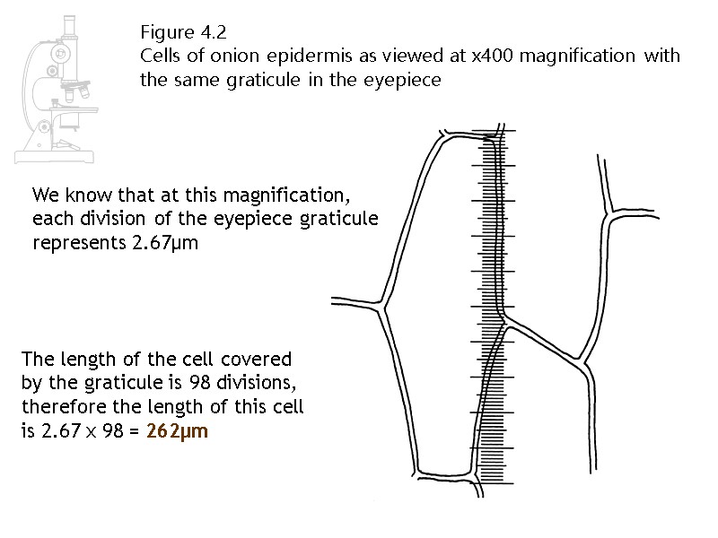 Measuring cells Syllabus reference: This symbol in the