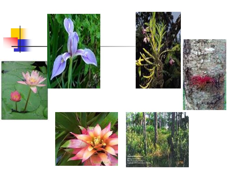 DIVERSITY OF PLANT FORMS General Botany Classification of