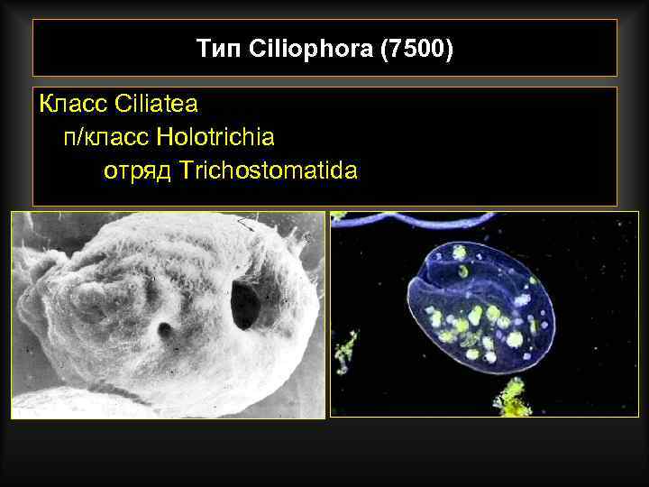 Биологические основы паразитизма 1 Медицинское значение животных 2
