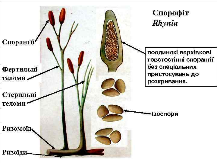 Метод побудови морфогенетичних рядів Вегетативні органи