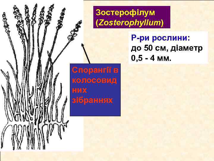 Метод побудови морфогенетичних рядів Вегетативні органи