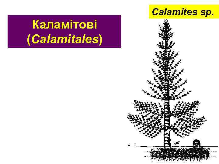 Метод побудови морфогенетичних рядів Вегетативні органи