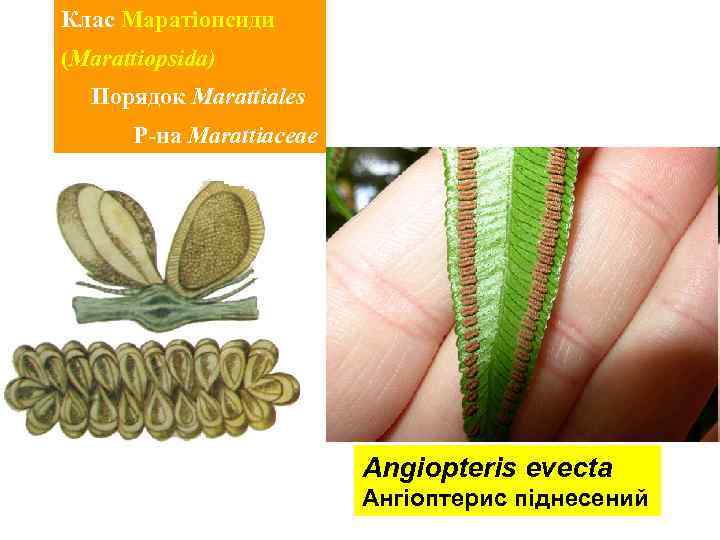 Метод побудови морфогенетичних рядів Вегетативні органи