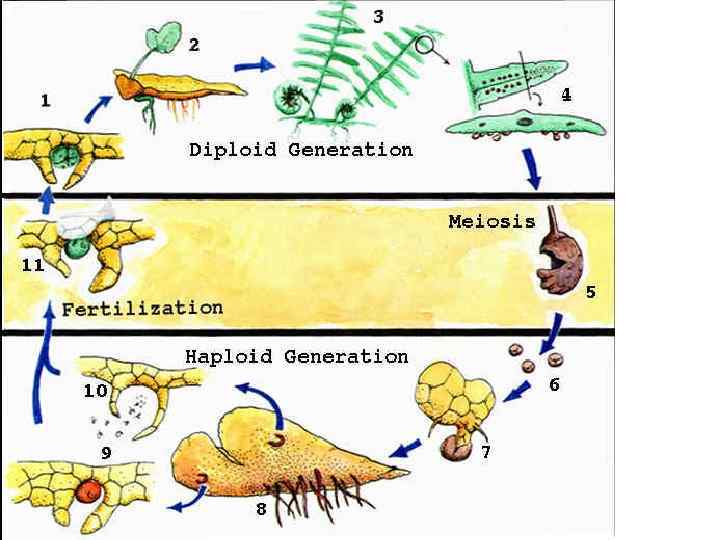 Метод побудови морфогенетичних рядів Вегетативні органи