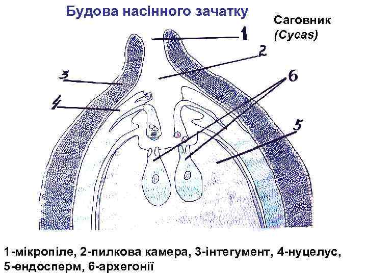 Метод побудови морфогенетичних рядів Вегетативні органи