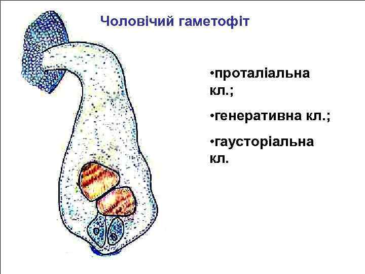 Метод побудови морфогенетичних рядів Вегетативні органи