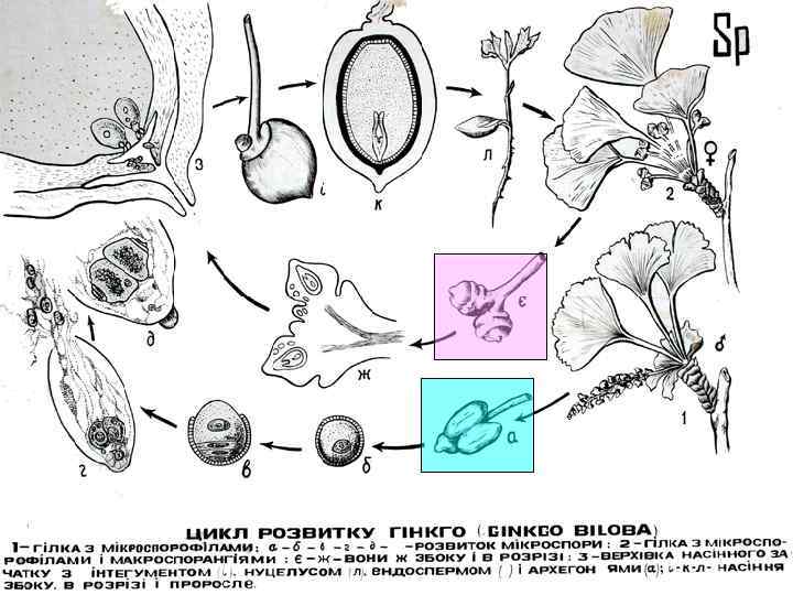 Метод побудови морфогенетичних рядів Вегетативні органи