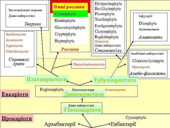 Метод побудови морфогенетичних рядів Вегетативні органи