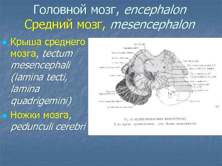 Центральная нервная система Головной мозг Головной мозг