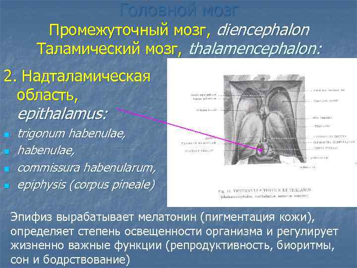 Центральная нервная система Головной мозг Головной мозг
