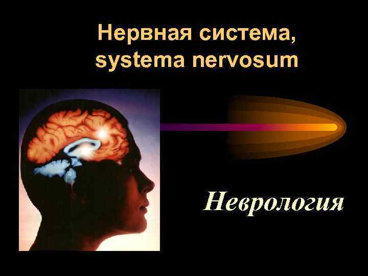 Нервная система systema nervosum Неврология Неврология