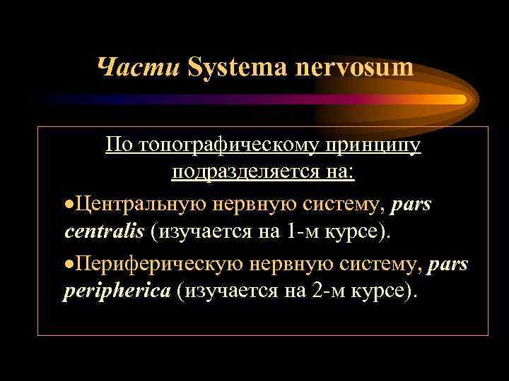Нервная система systema nervosum Неврология Неврология
