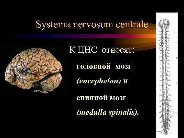 Нервная система systema nervosum Неврология Неврология