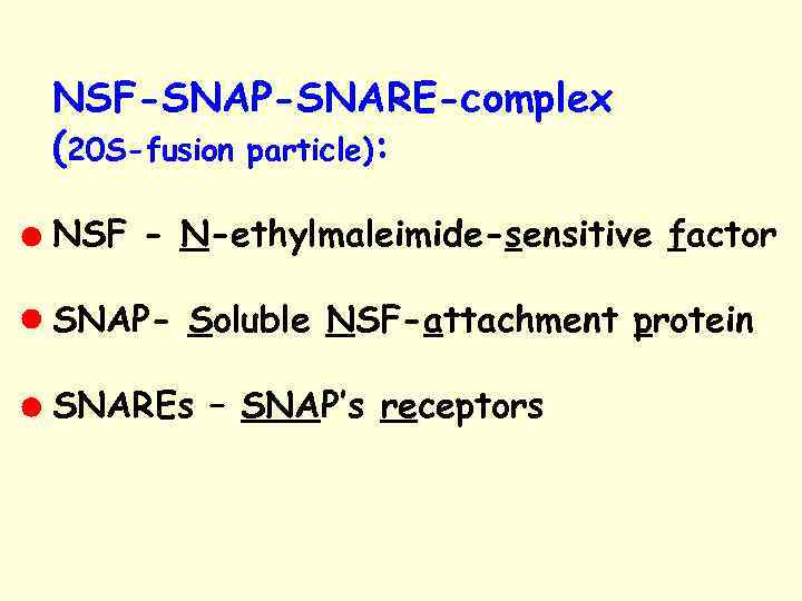 Регуляция слияния мембран NSF-SNAP-SNARE-complex 20 S-fusion particle