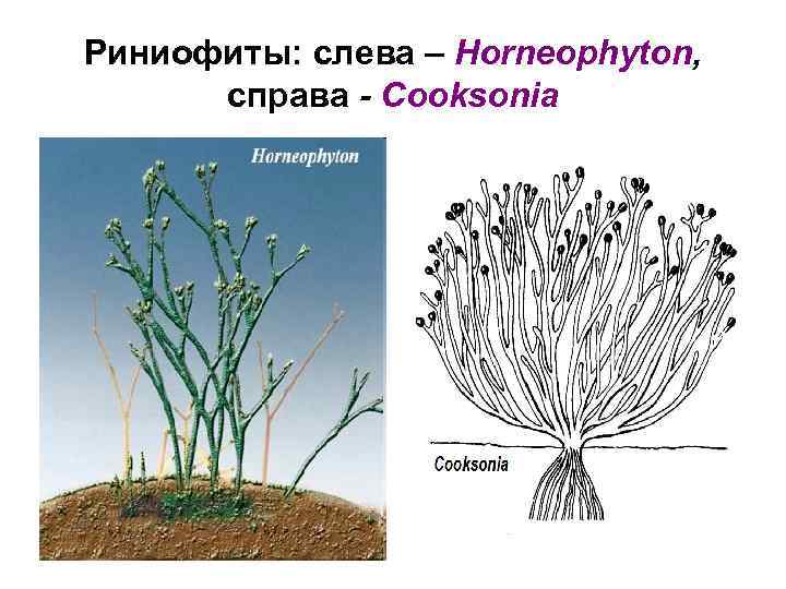 ОСНОВНЫЕ НАПРАВЛЕНИЯ МОРФОЛОГИЧЕСКОЙ ЭВОЛЮЦИИ РАСТЕНИИЙ 1 Особенности ...