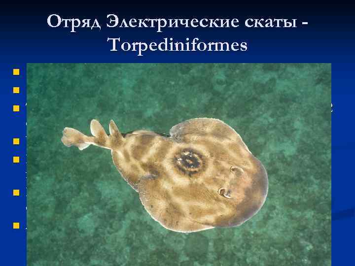 Многообразие хрящевых рыб Систематика класса Класс Хрящевые