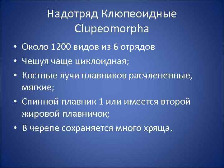 Многообразие костных рыб Класс Костные рыбы Osteichthyes