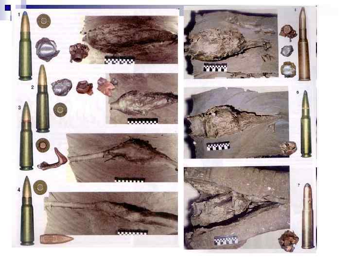 Раны Рана vulnus Всякое механическое повреждение организма