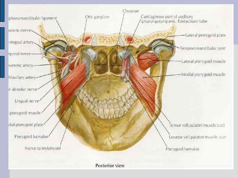 ЛОР-патологии Ухо Пазухи Орбита Петрова Татьяна Юрьевна