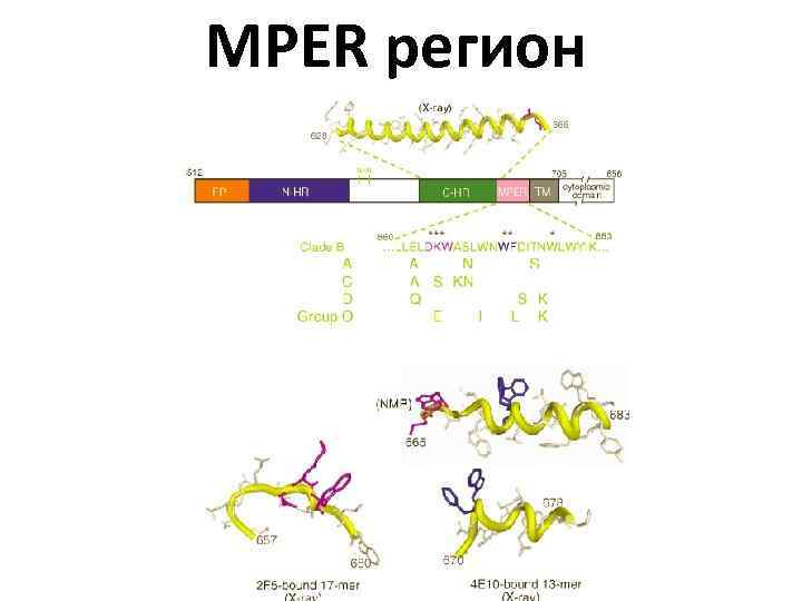 Антитела нейтрализующие широкий спектр первичных изолятов ВИЧ-1 Щербаков