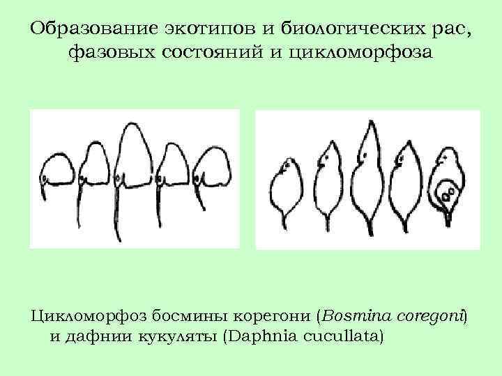УСТОЙЧИВОСТЬ ПРИРОДНЫХ СИСТЕМ План Устойчивость биосферы
