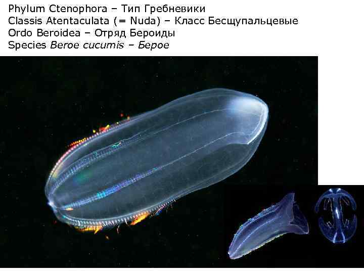 ЛЕКЦИЯ 12 ТИП ГРЕБНЕВИКИ CTENOPHORA 1 Общая характеристика